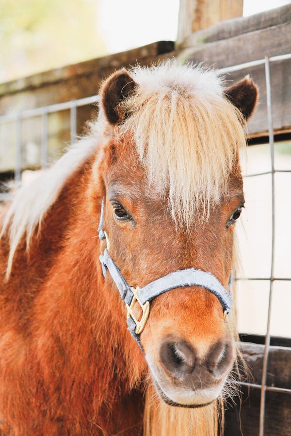 Small Pony Standing beside a Fence Stock Photo - Image of closeup ...