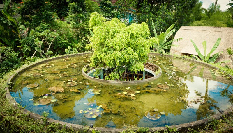 Pool lotus in university stock image. Image of aqua, secondary - 60292153