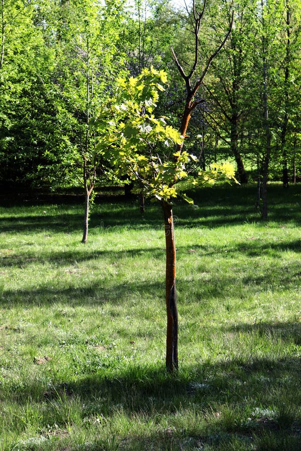 A Small Poorly Growing Tree in the Forest. Stock Photo - Image of ...