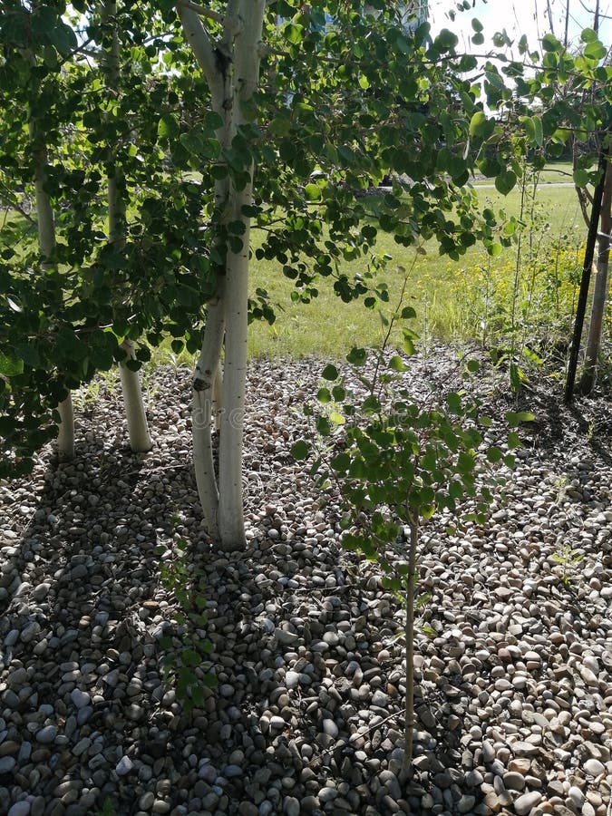 Poplar Seedling and Grown Poplar Stock Photo - Image of woodland, small ...