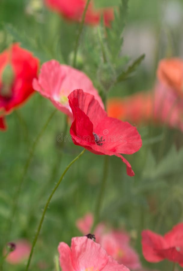Small Red Poppies at a Rocky Coast with Blue Sea Stock Image - Image of ...