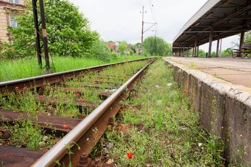 Small Poppies on the Railroad Tracks Stock Image - Image of head ...