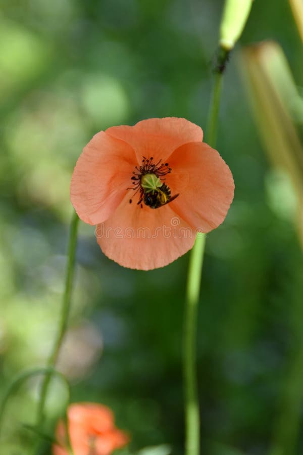 Little poppy stock image. Image of poppy, receptacle - 217479887