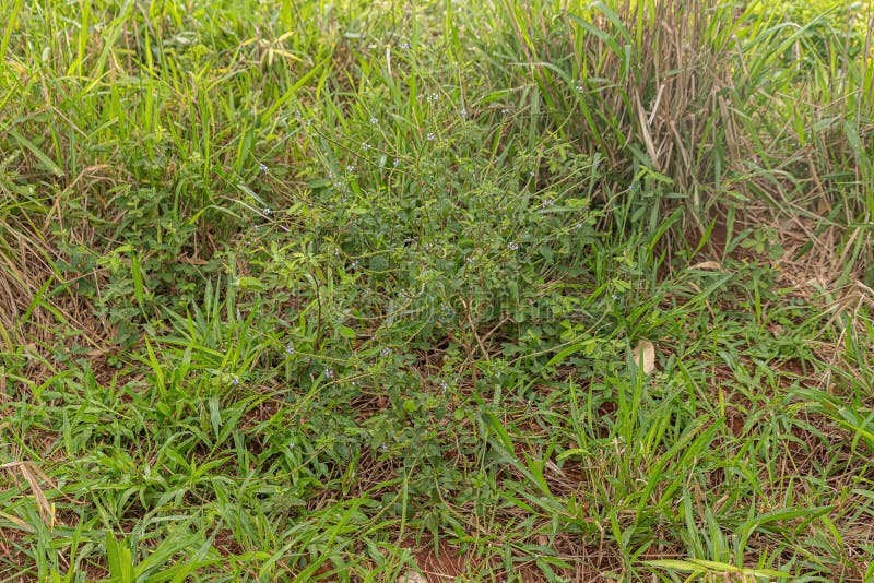 Small Porterweed Plant stock photo. Image of macro, genus - 264279438