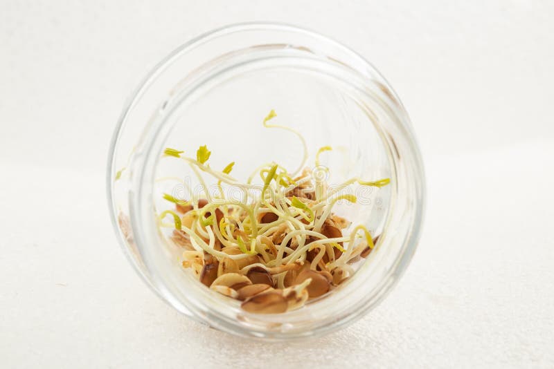 Portion of Bean Sprouts Inside Glass. Stock Photo - Image of germinated ...