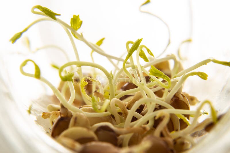 Portion of Bean Sprouts Inside Glass. Stock Image - Image of health ...
