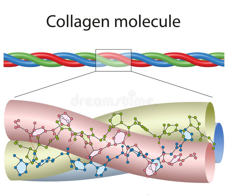 A Small Portion of Collagen, Colored To Highlight the Three Chains ...