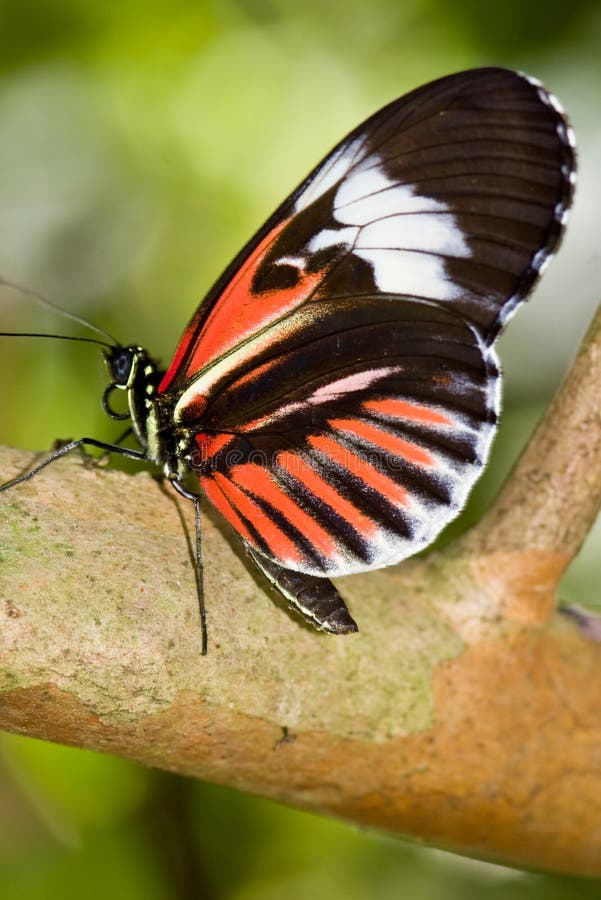 Small Postman Butterfly (Heliconius Erato) Stock Photo - Image of ...