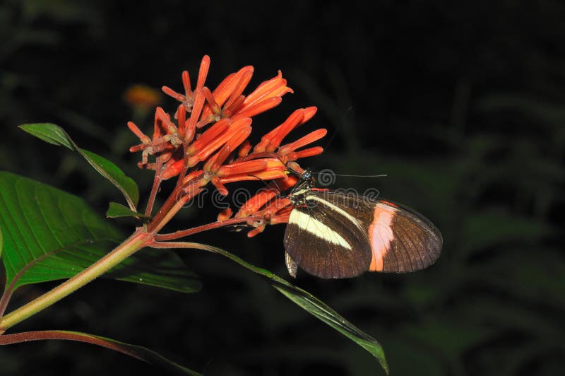 Small postman butterfly stock image. Image of nymphalidae - 12801061