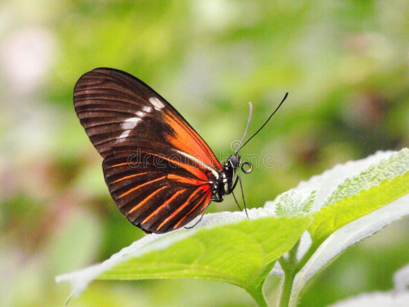 Small Postman Butterfly on Leaf Stock Photo - Image of postman, small ...
