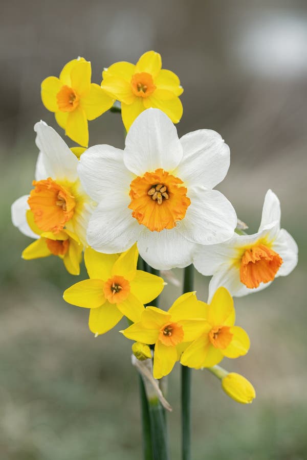 Small Posy of Narcissus Flowers. Mixed Variations. Stock Image - Image ...