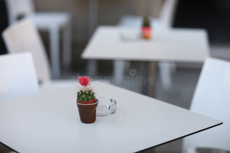 A Small Pot with a Flowering Cactus Stock Image - Image of exotic ...