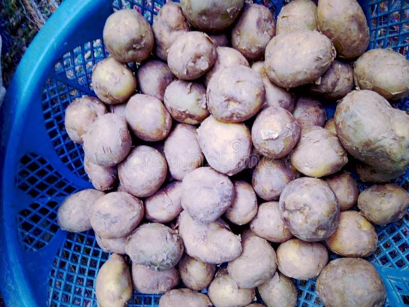 A small potato in a bocket stock photo. Image of look - 170259660