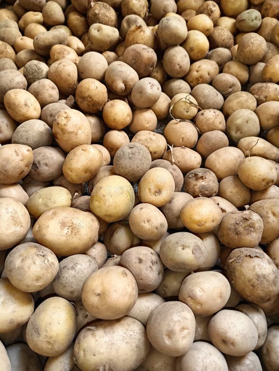 Small potato stock image. Image of produce, dish, fruit - 293110779