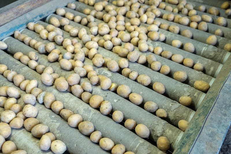 Small Potatoes in the Sorting Machine According To Their Size Stock ... Small Potatoes in the Sorting Machine According To Their Size Stock ...