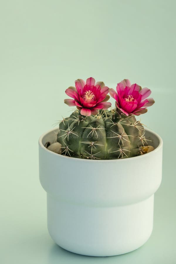 A Small Potted Barrel Cactus with Two Pretty Deep Pink Flowers Stock ...