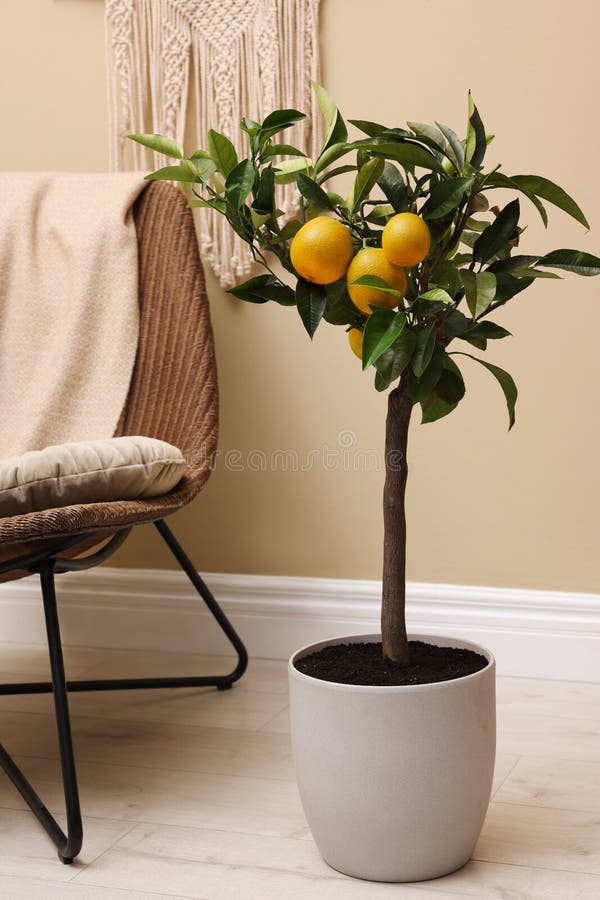 Small Potted Lemon Tree in Stylish Room Interior. Idea for Design Stock ...