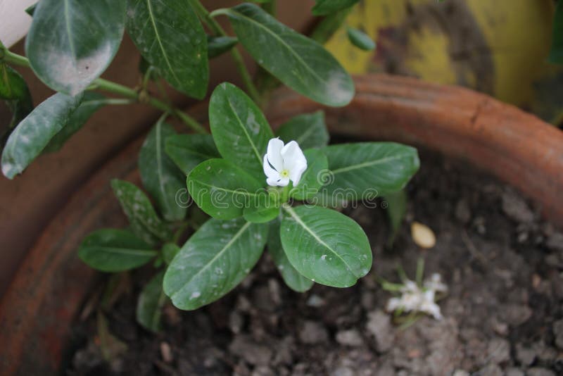 Small Potted White Jasmine Flower Stock Photo - Image of pretty, nature ...