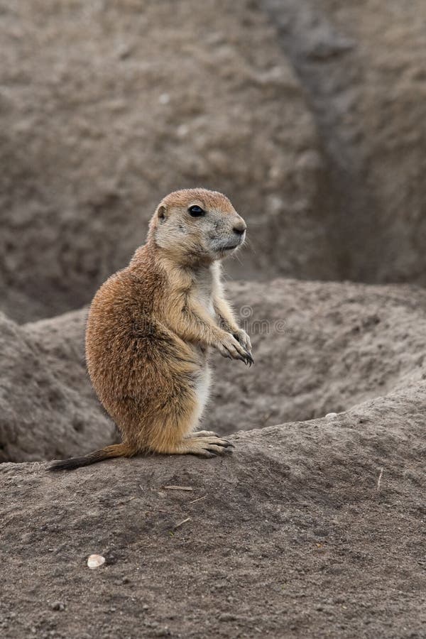 Prairie Dog stock photo. Image of small, brown, prairie - 1589830