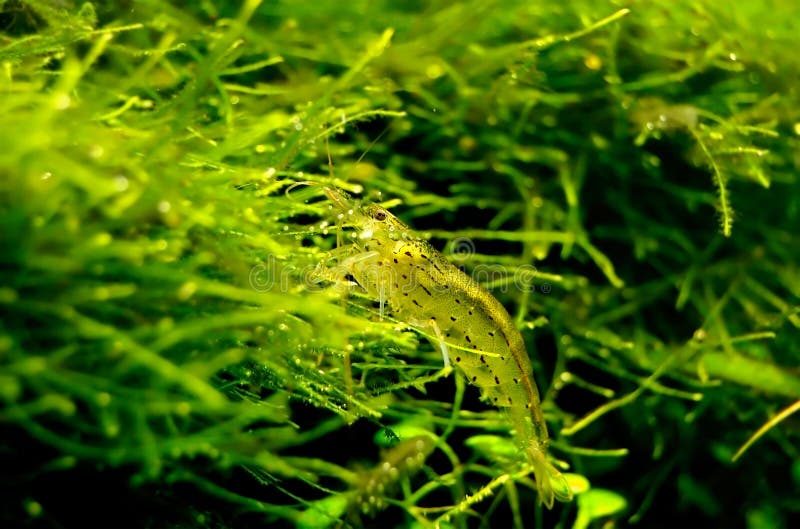 Small Prawn Picture. Image: 2220739