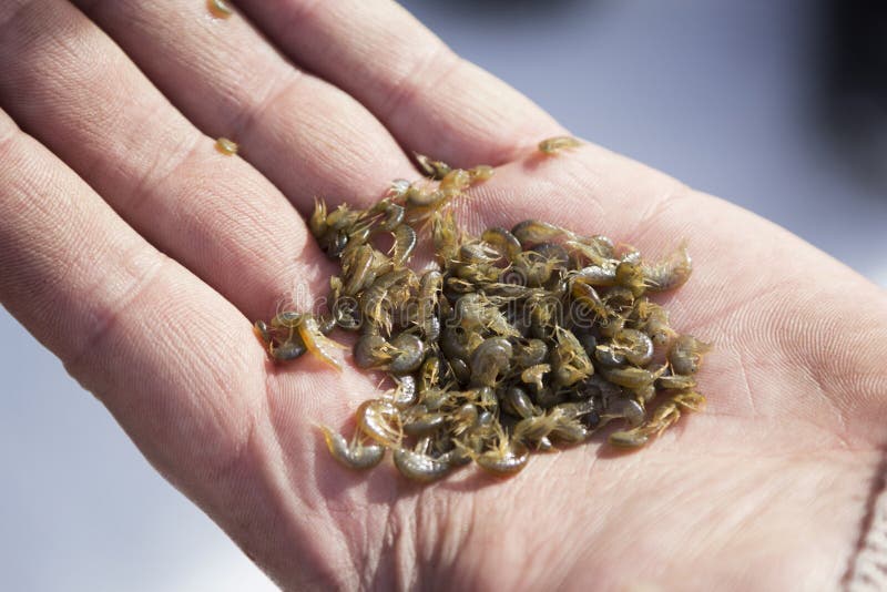 Small Prawns are Used As Bait for Fishing Stock Image - Image of colors ...