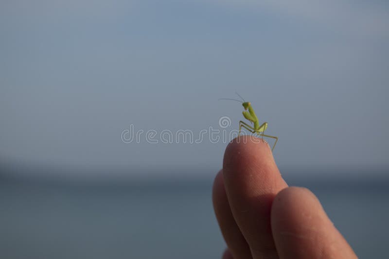 Small Praying Mantis on Fingertips. Close Up, Wallpaper, Copy Space ...