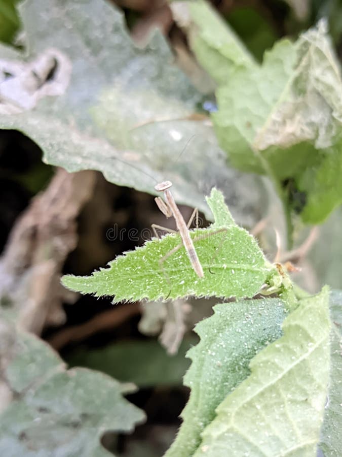 A Small Praying Mantis Perched on a Textured Green Leaf Stock Image ...