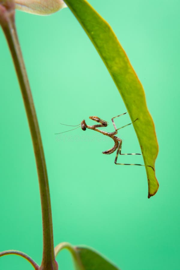 A Small Praying Mantis on a Plant. Stock Image - Image of fauna ...