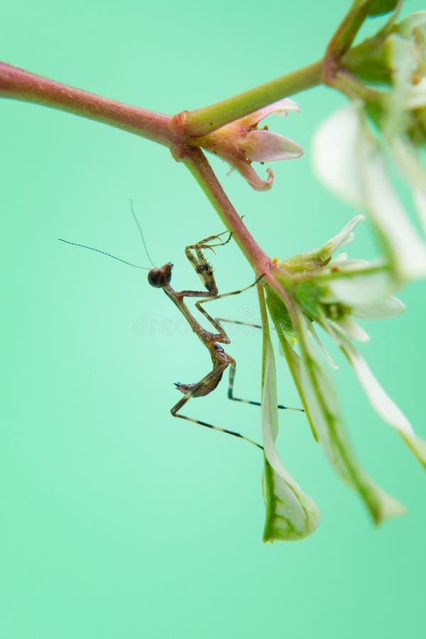 A Small Praying Mantis on a Plant. Stock Image - Image of fauna ...