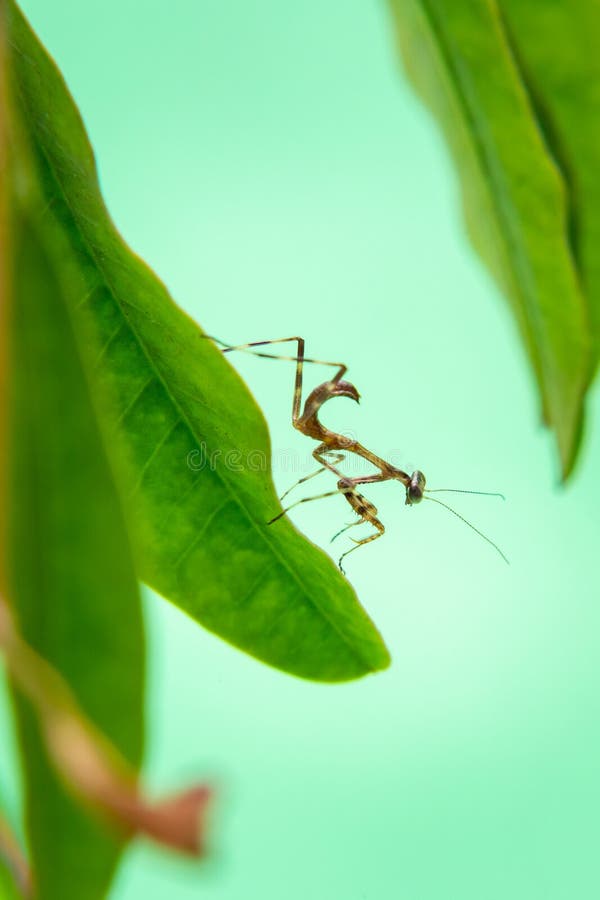 A Small Praying Mantis on a Plant. Stock Photo - Image of ecology ...