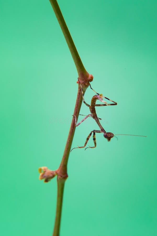 A Small Praying Mantis on a Plant. Stock Photo - Image of light, flower ...