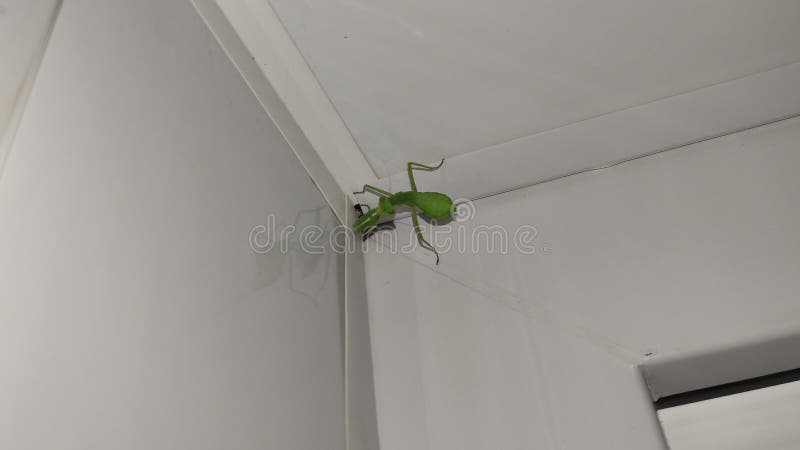 Small Praying Mantis Sits in a Corner on the Ceiling Stock Image ...