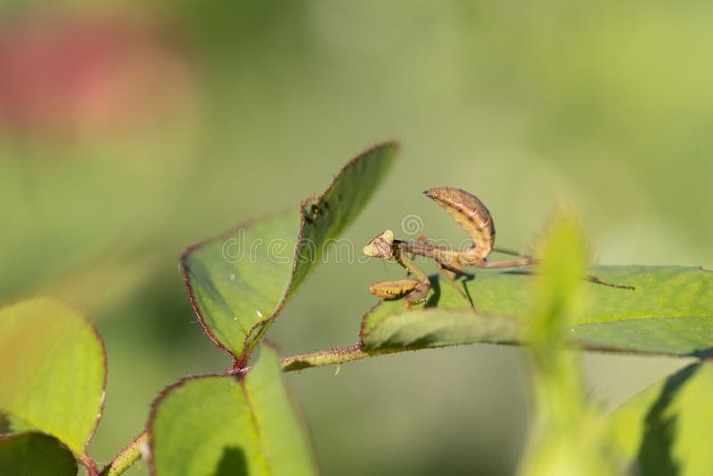 A small praying mantis stock photo. Image of wildlife - 252386760