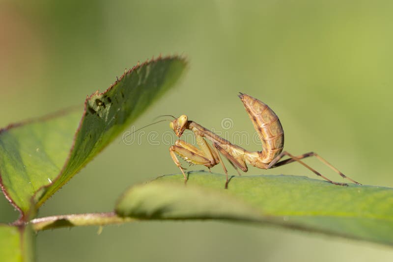 A small praying mantis stock image. Image of beautiful - 252386763