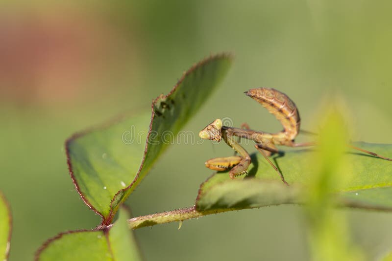 A small praying mantis stock image. Image of mantis - 252933349