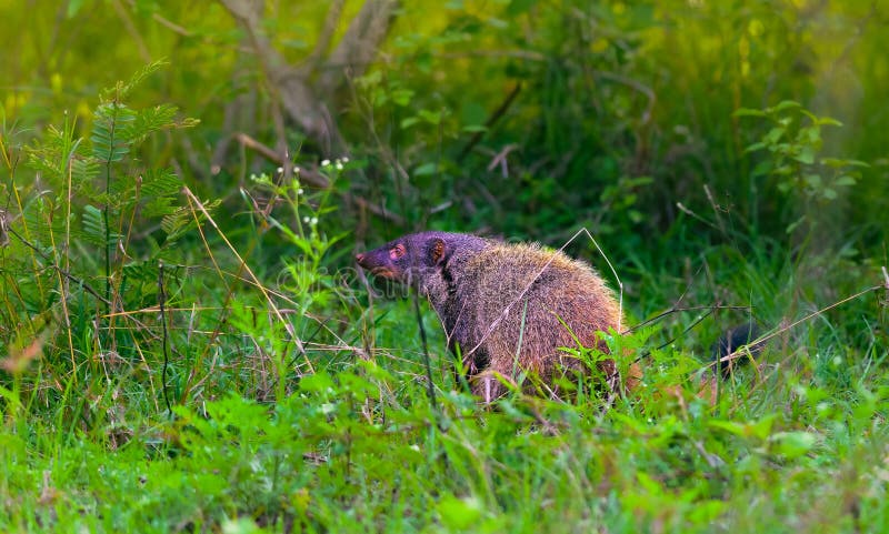 Small Predator, Mammal, Stripe-necked Mongoose, Urva Vitticolla ...