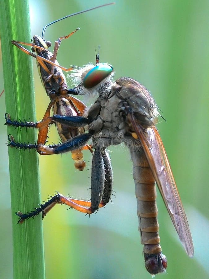 Small predator stock image. Image of outdoor, wildlife - 80714165