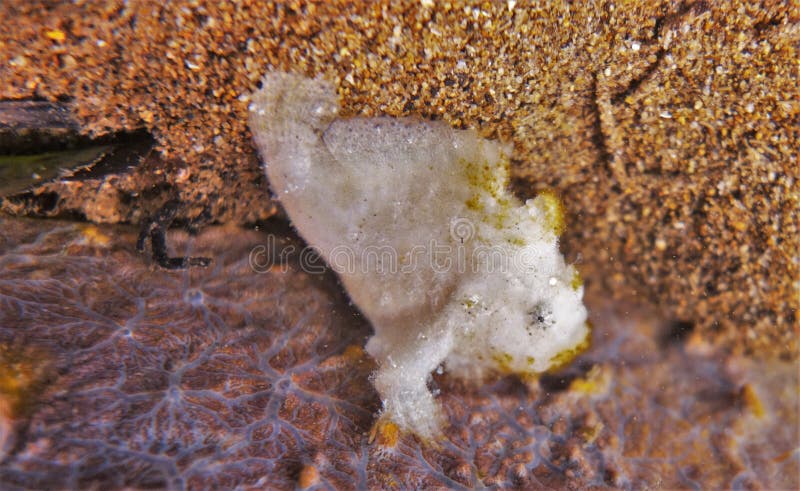 Pretty white frog fish stock photo. Image of yellow - 215730382