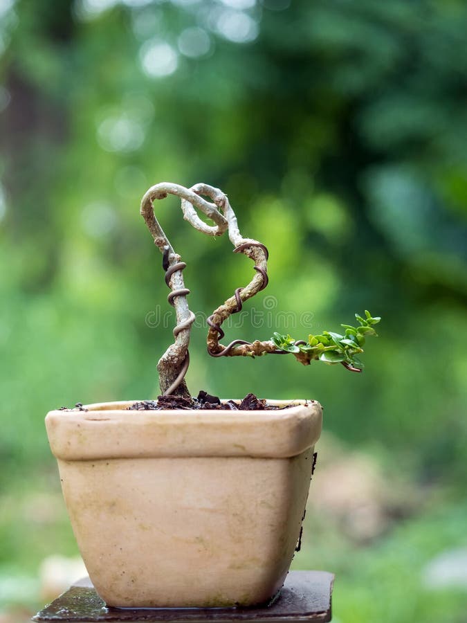 A Small Premna Tree is Shaped into a Free-form Bonsai in Nature ...
