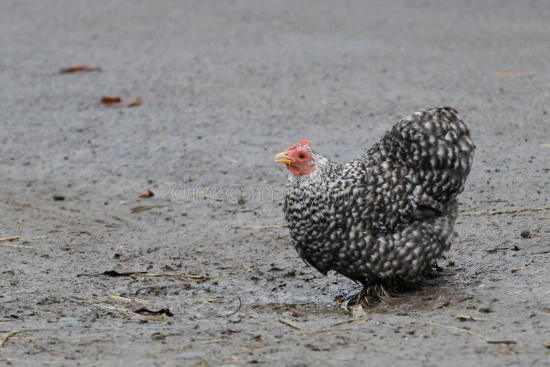 Chicken Sat in a Puddle on the Road. Stock Image - Image of white ...