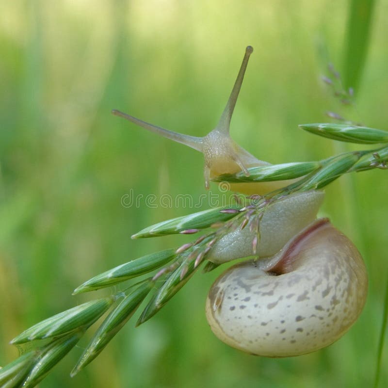 Small pretty snail stock photo. Image of wildlife, grass - 12538858