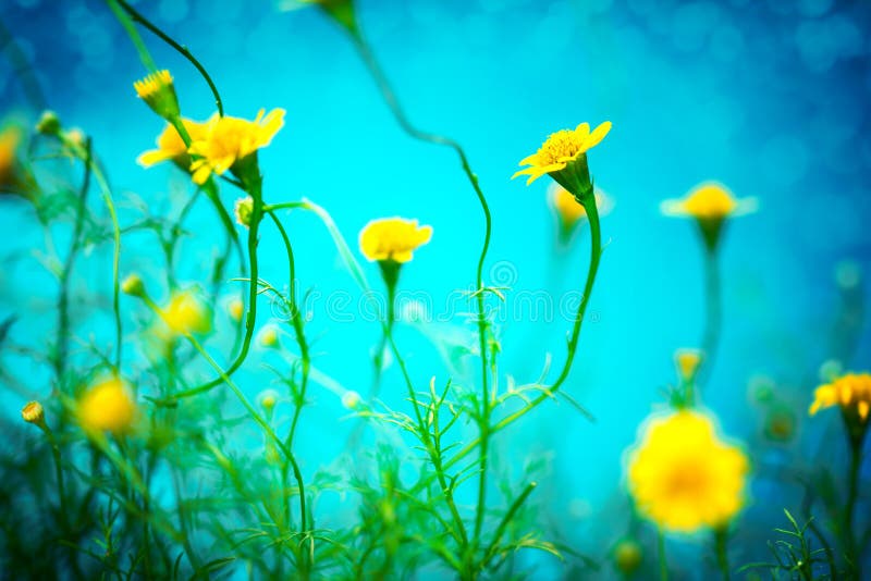 Small Pretty Yellow Daisy on Blue Background Stock Photo - Image of ...