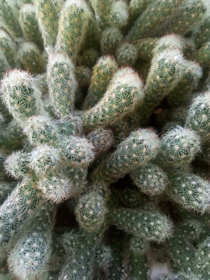 Small Prickly Cactus with Fluffy Spines Stock Photo - Image of close ...