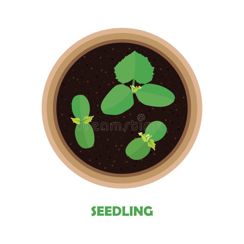Seedling, Process, Seed, Icon, Silhouette. Vector Illustration Stock ...