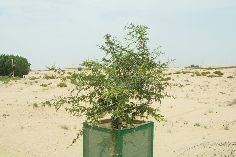 Small Protected Cultivated Tree in the Desert Stock Photo - Image of ...