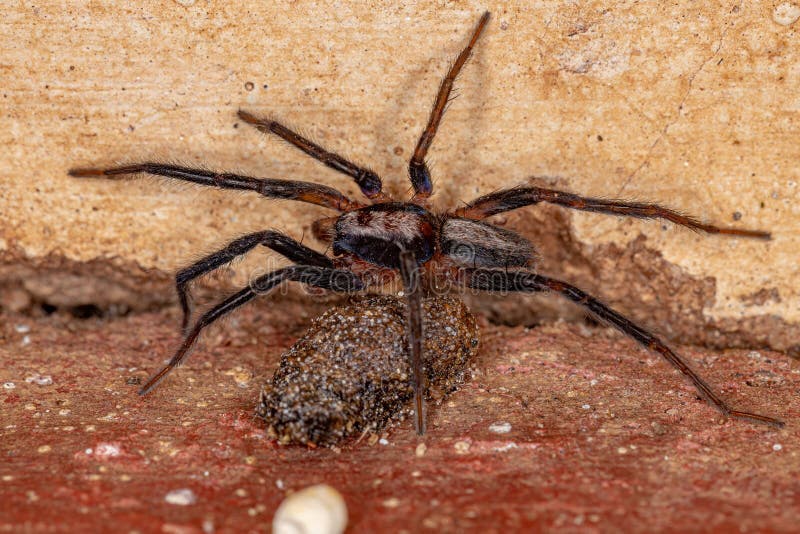 Small Prowling Spider stock photo. Image of common, araneae - 238166124