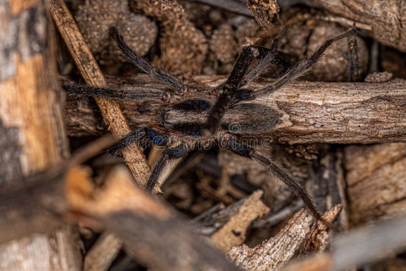 Small Prowling Spider stock image. Image of black, araneomorphae ...
