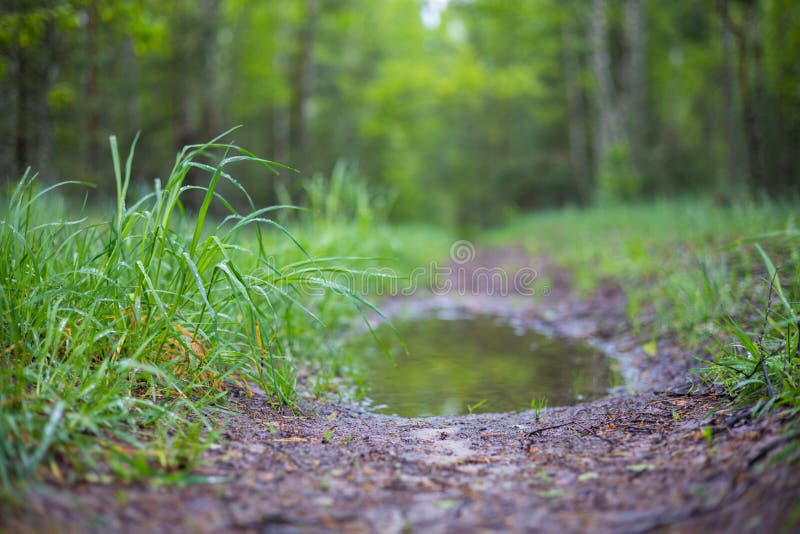 A Small Puddle on a Dirt Road in the Forest in Which the Trees ...