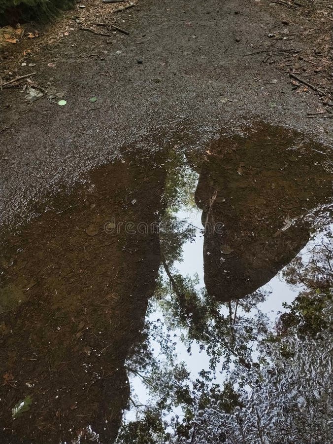 A Small Puddle on a Forest Path Reflects the Surrounding Trees Stock ...