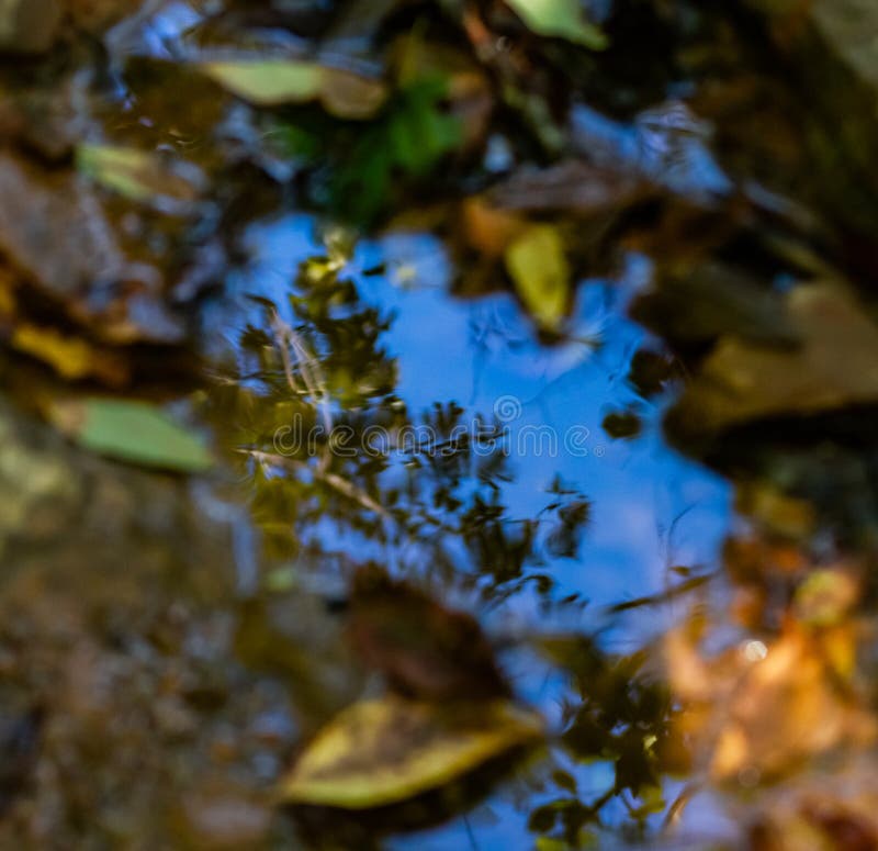 Small Puddle with Leaves and the Reflection of the Sky in it Stock ...